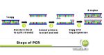 Polymerase Chain Reaction - PCR Steps - biomadam