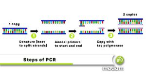 Polymerase Chain Reaction - PCR Steps - biomadam