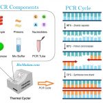 EXPASY Translate Tool - DNA to Protein Translation - BioMadam