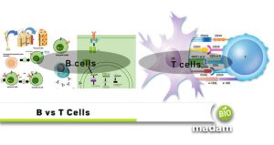 Difference between B and T cells - biomadam