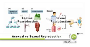 Difference between Sexual & Asexual Reproduction - biomadam