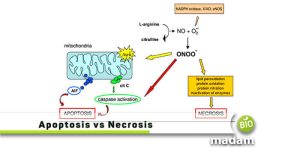 Difference Between Apoptosis and Necrosis - biomadam