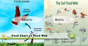Difference Between a Food Chain and a Food Web - biomadam