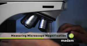 How to Calculate Magnification of a Microscope - biomadam