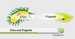 Difference Between Cilia and Flagella - biomadam