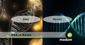 Difference Between DNA and Genes - biomadam