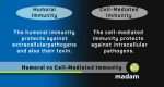 Difference Between Humoral and Cell-Mediated Immunity - biomadam