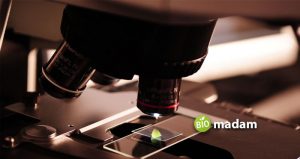 How to Calculate Magnification in Biology - biomadam