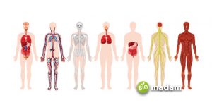 Branches of Biology - Importance of Biology - biomadam