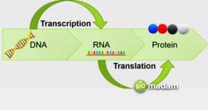EXPASY Translate Tool - DNA to Protein Translation - biomadam