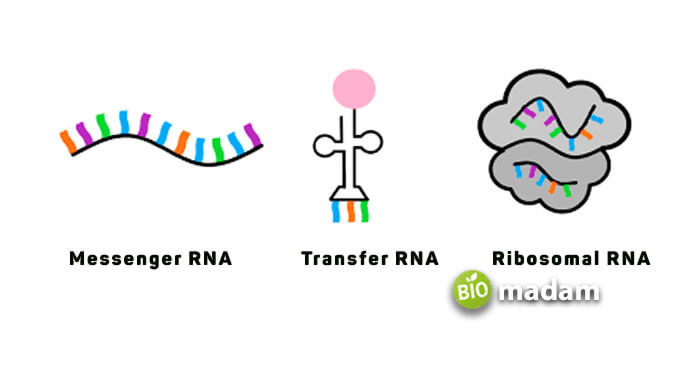 Types Of RNA And Their Functions Biomadam