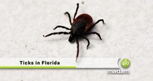 Types of Ticks in Florida - biomadam