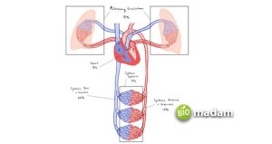 Difference Between Arteries and Veins - biomadam