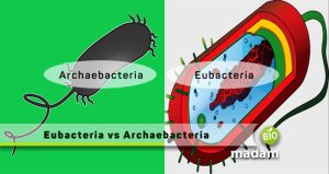 Difference between Eubacteria and Archaebacteria - biomadam