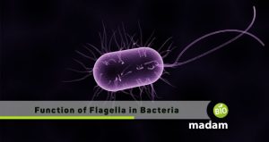 The Function of Flagella in Bacteria - biomadam