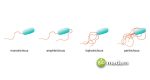 The Function of Flagella in Bacteria - biomadam