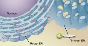 The Function of Smooth and Rough Endoplasmic Reticulum - biomadam