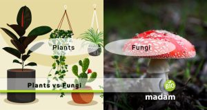 Difference Between Plants and Fungi - biomadam