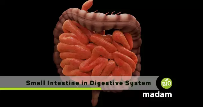 Function of Small Intestine in Digestive System - biomadam