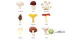 Difference Between Plants and Fungi - biomadam