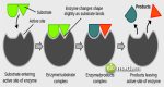 Types of Enzyme Regulation - biomadam