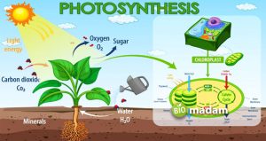 Difference Between Photosynthesis and Cellular Respiration - biomadam