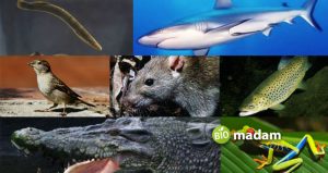 Difference Between Vertebrates and Invertebrates - biomadam