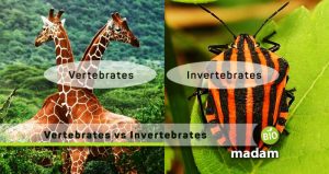 Difference Between Vertebrates and Invertebrates - biomadam