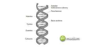 Difference Between DNA and Genes - biomadam