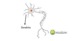 Difference Between Axon and Dendrites - biomadam