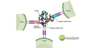 Difference Between Antigen and Pathogen - biomadam
