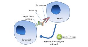 Difference Between Humoral and Cell-Mediated Immunity - biomadam