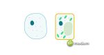 Difference Between Lysosomes and Vacuoles - biomadam