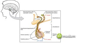 Difference Between ADH And Aldosterone - biomadam
