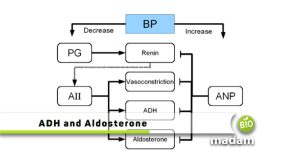 Difference Between ADH And Aldosterone - biomadam