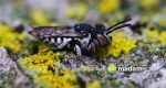Different Types of Arthropods - biomadam