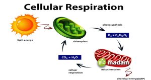 Difference Between Fermentation and Cellular Respiration - biomadam