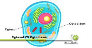 Difference between Cytosol and Cytoplasm - biomadam