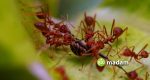 Do Fire Ants Have Wings? - biomadam