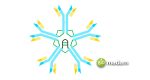 Difference Between IgG and IgM - biomadam