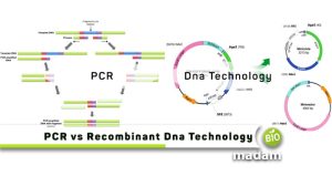 Difference Between PCR and Recombinant DNA Technology - biomadam