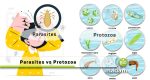 Difference between Parasite and Protozoa - biomadam