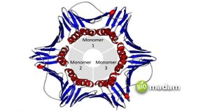 Different Levels of Protein Structure - biomadam