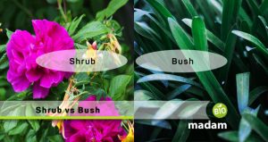 6 Prominent Differences between Shrub and Bush - biomadam