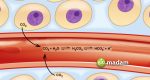 Difference between Strong and Weak Bases - biomadam