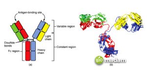 Types of Antigens - biomadam