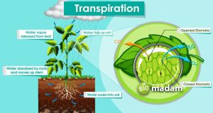 Difference between Evaporation and Transpiration - biomadam