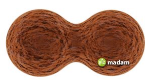 Difference Between Binary Fission and Fragmentation - biomadam