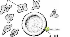 Difference Between Binary Fission and Fragmentation - biomadam