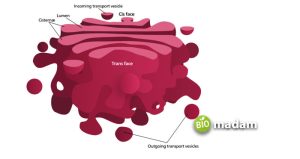Golgi Bodies: Structure & Location in Animal vs. Plant Cell - biomadam